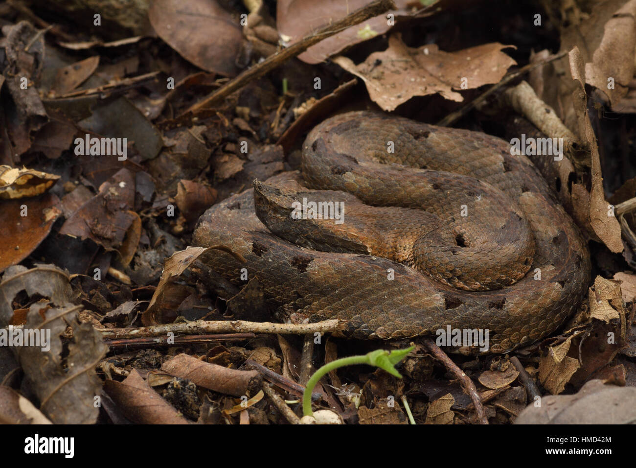 Central station forest hi-res stock photography and images - Alamy