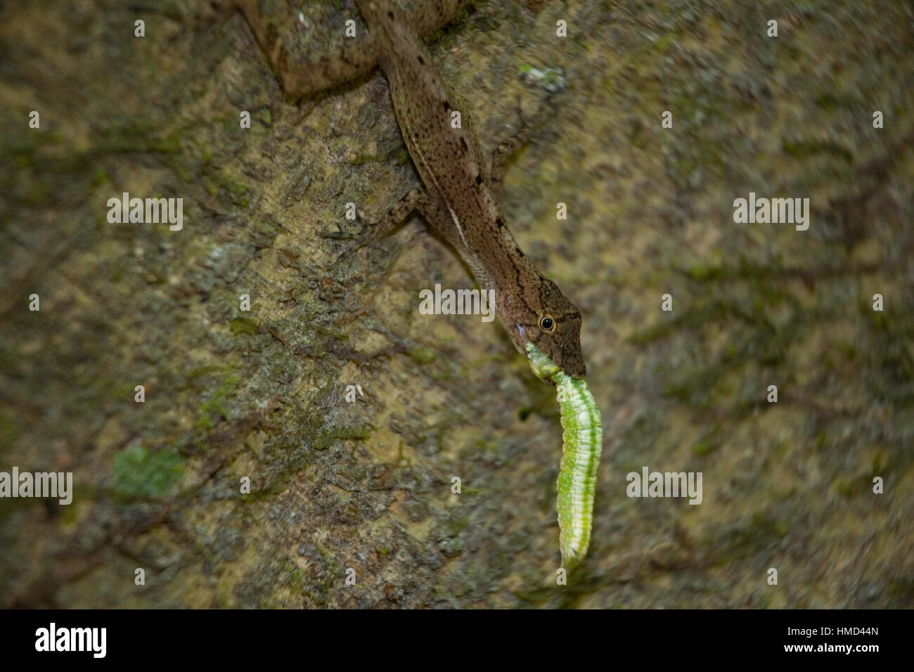 Golfo Dulce Anole Lizard (Norops polylepis) eating caterpillar ...