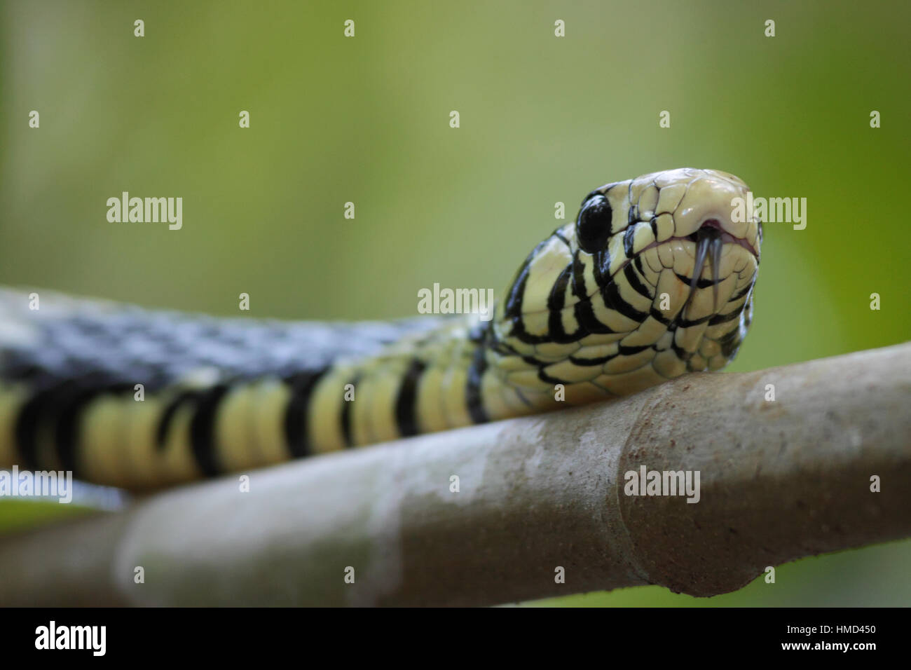 Tiger snake hi-res stock photography and images - Alamy