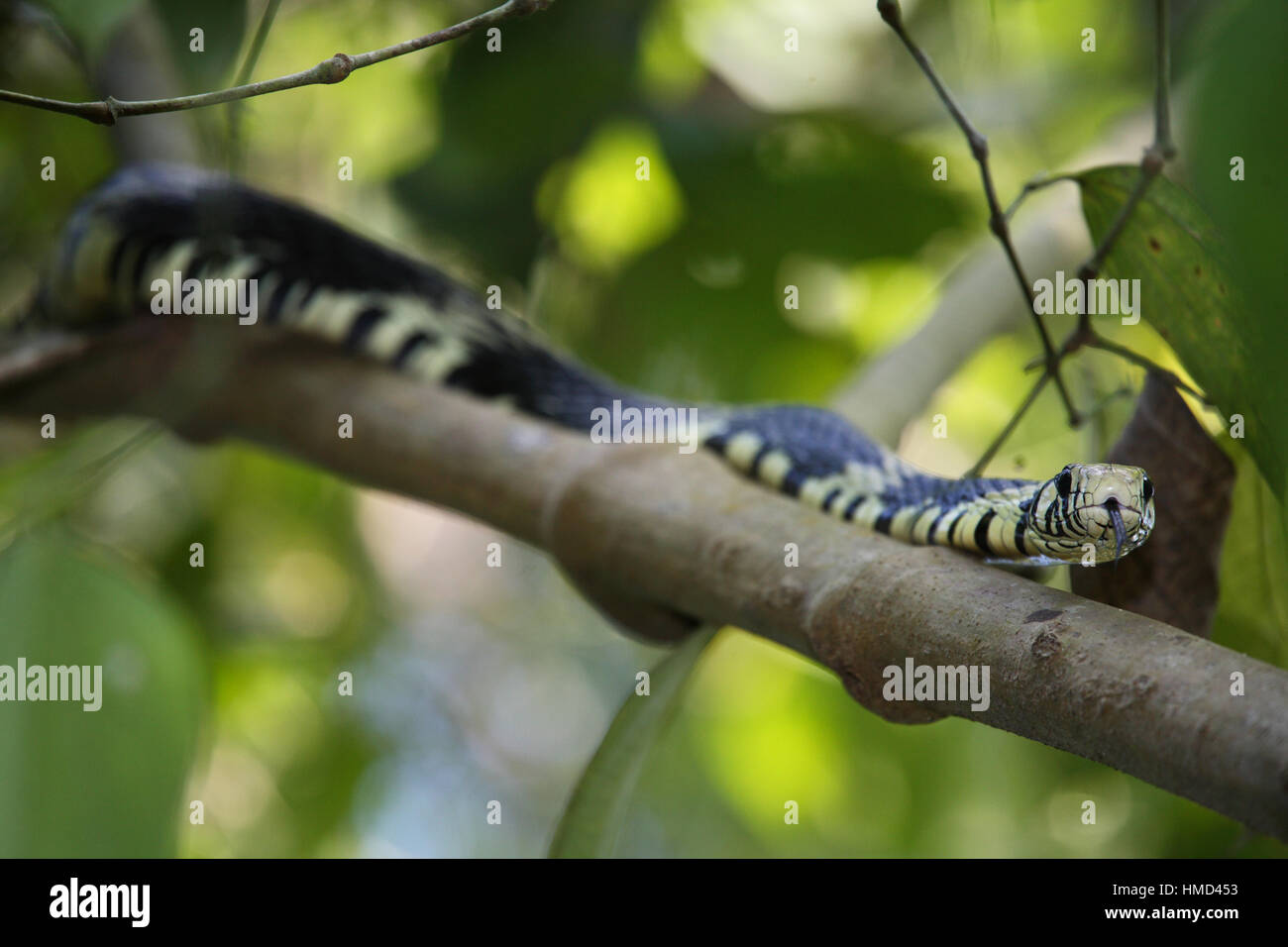 Tiger Rat Snake (Spilotes pullatus) in rainforest tree. Corcovado ...