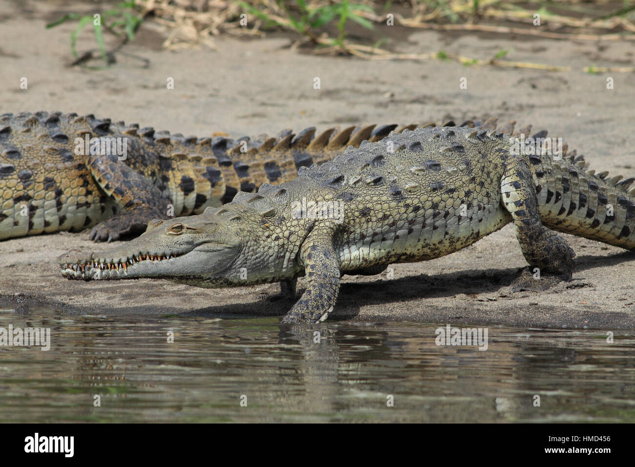 American Crocodile (Crocodylus acutus) walking into river to cool down ...