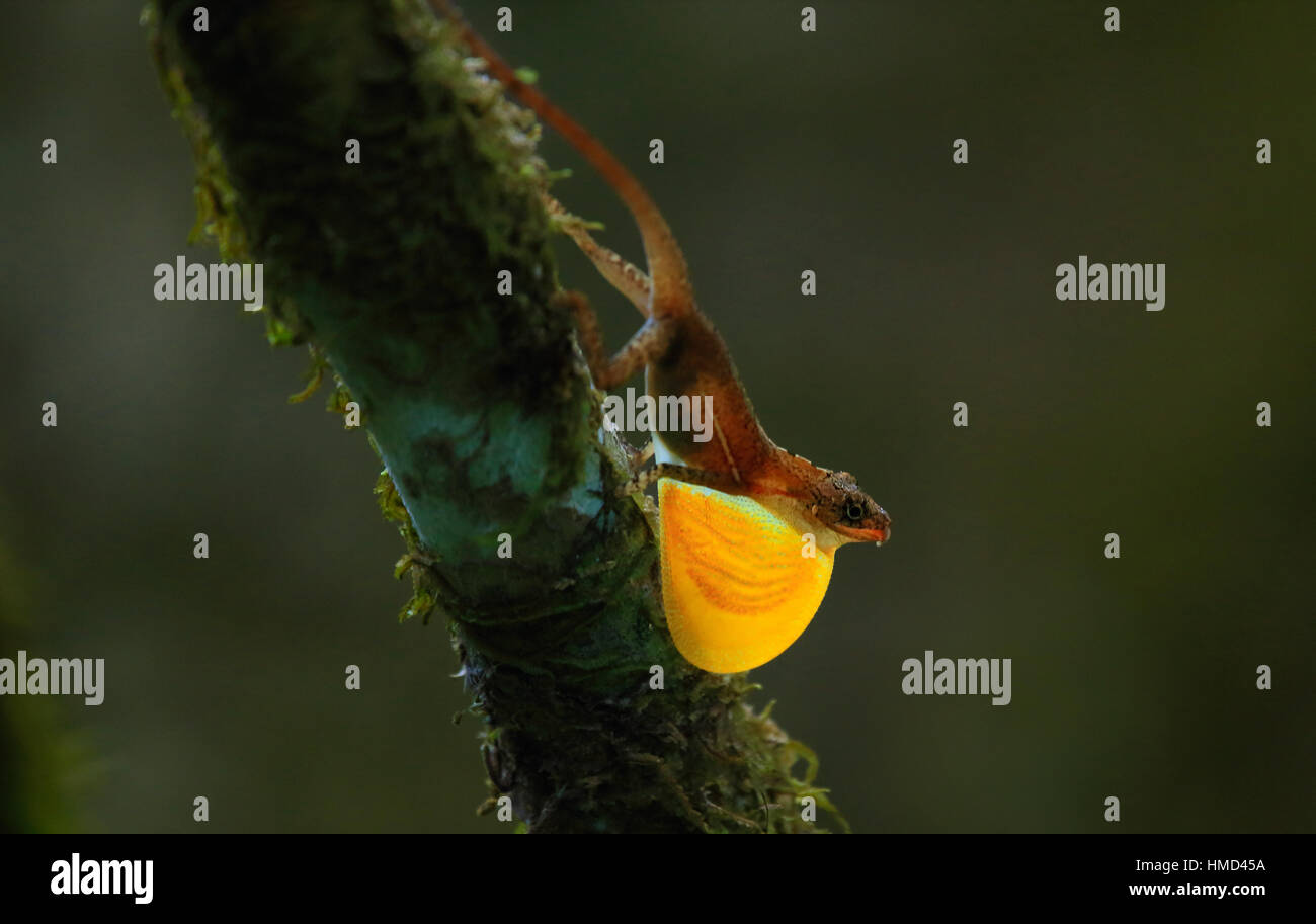 Male Golfo Dulce Anole (Norops polylepis) extending dewlap in ...