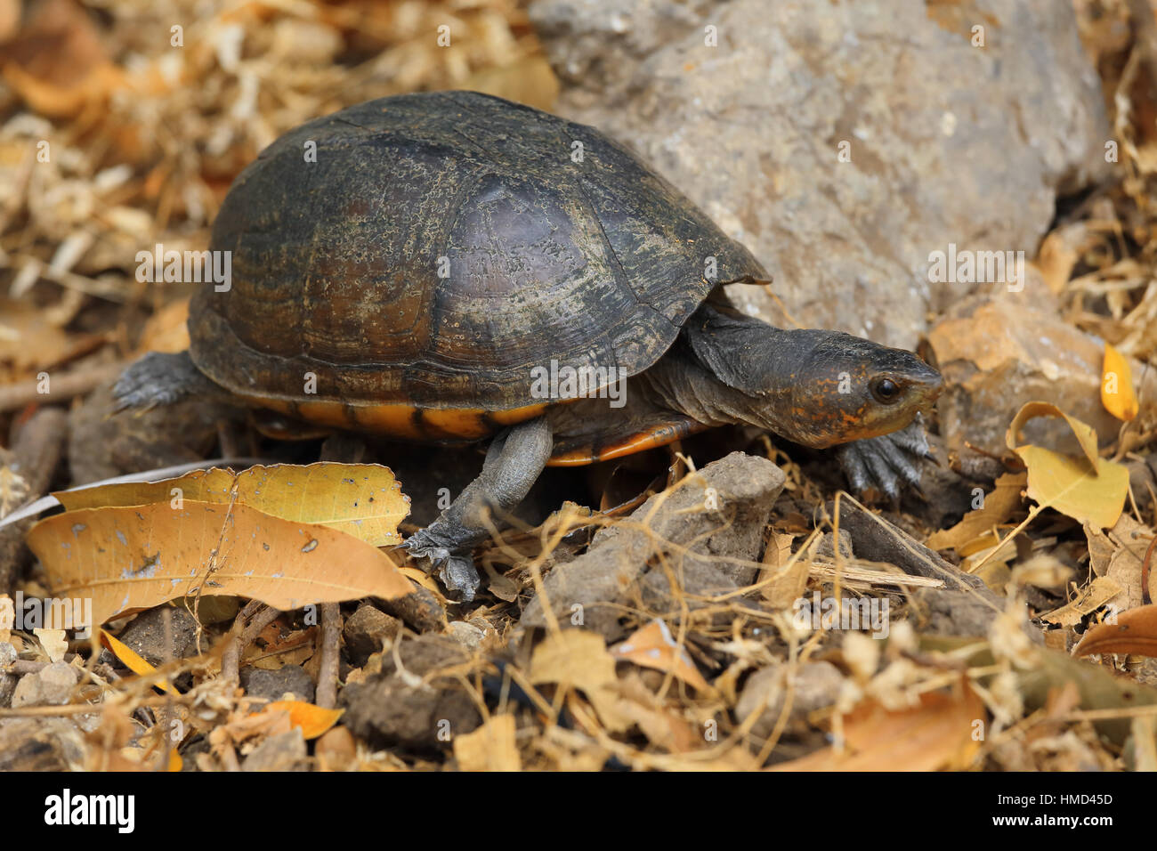 Scorpion mud turtle (Kinosternon scorpioides) walking in leaf litter ...