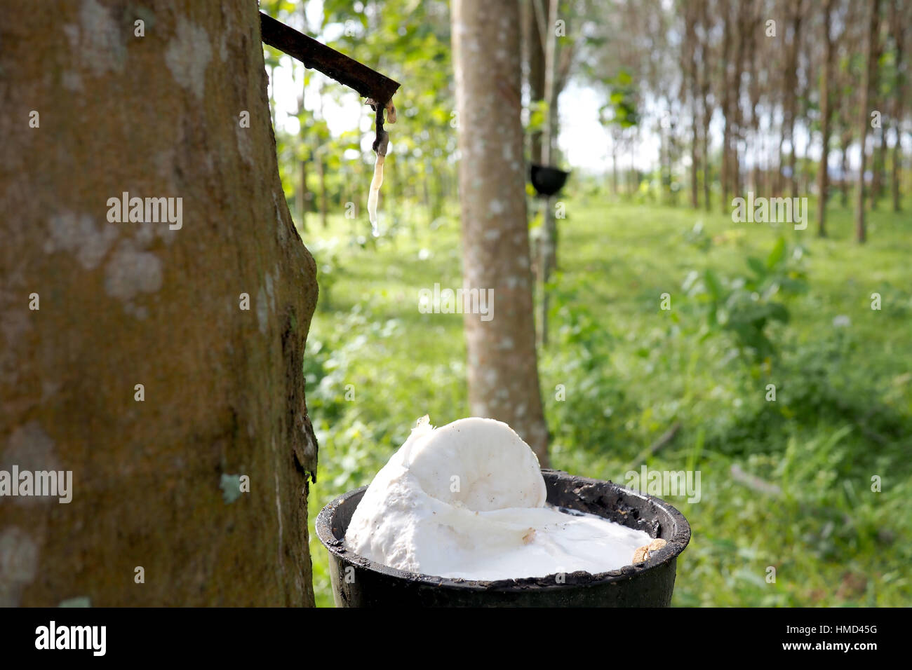 rubber plantation with rubber pot Stock Photo - Alamy