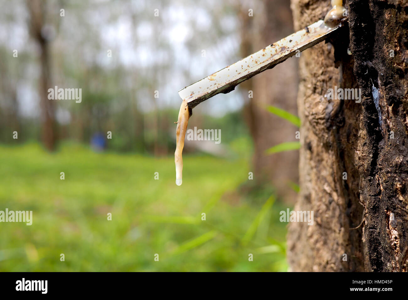 rubber dripping out of a rubber tree Stock Photo - Alamy