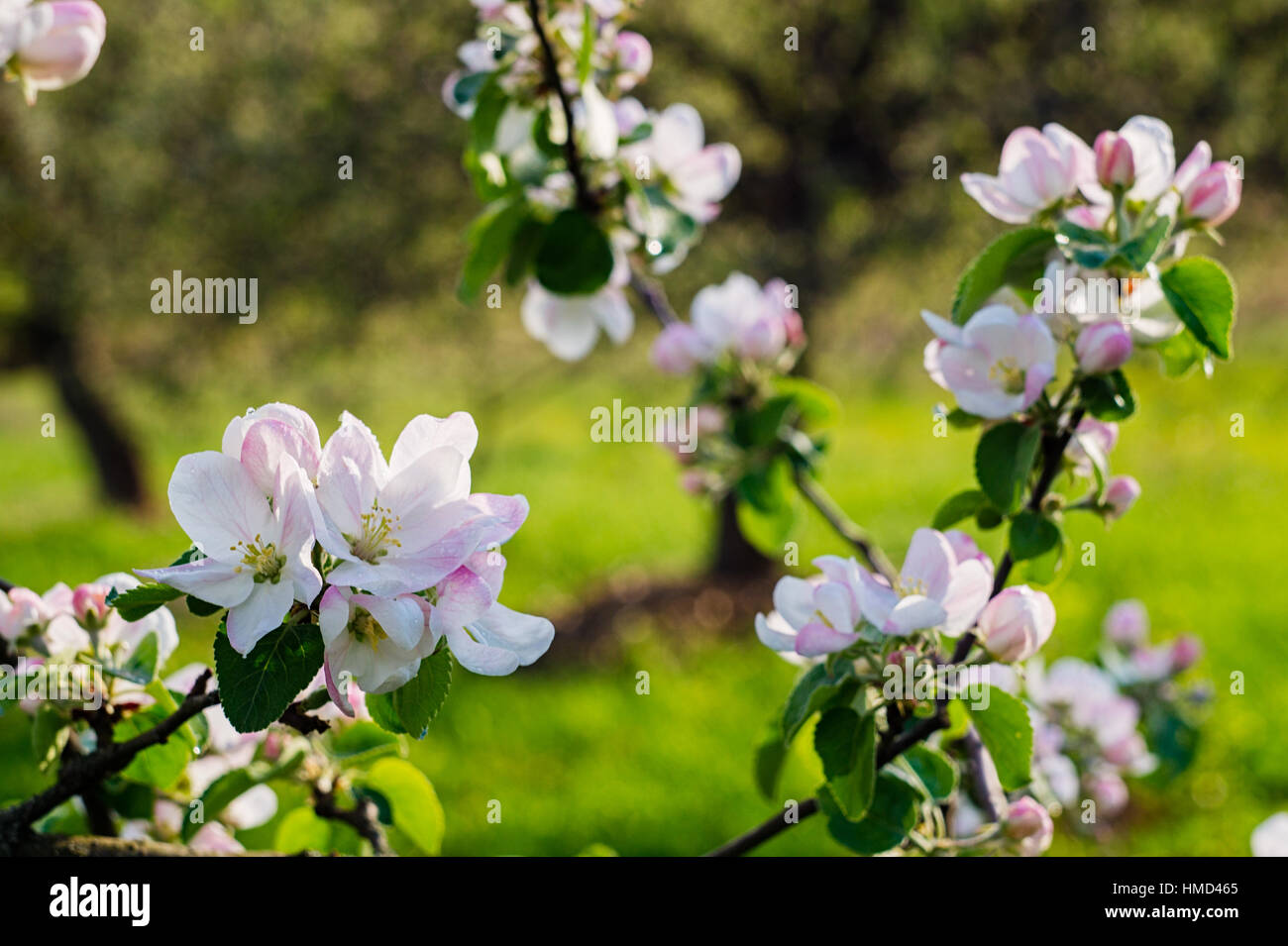 Blooming spring garden Stock Photo - Alamy