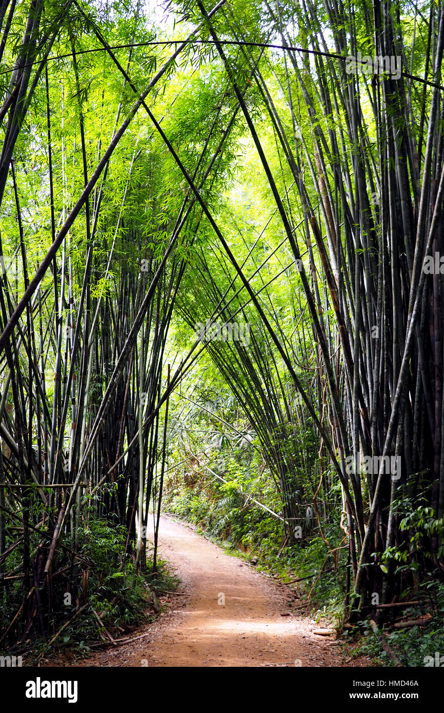 bamboo forest canopy Stock Photo - Alamy