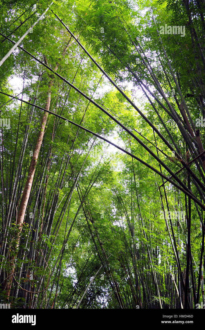 Beautiful japanese bamboo forest hi-res stock photography and images ...