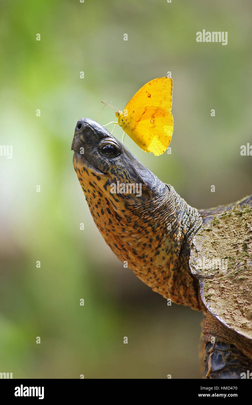 Turtle butterfly hi-res stock photography and images - Alamy