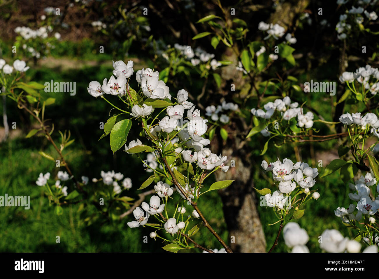Blooming spring garden Stock Photo - Alamy