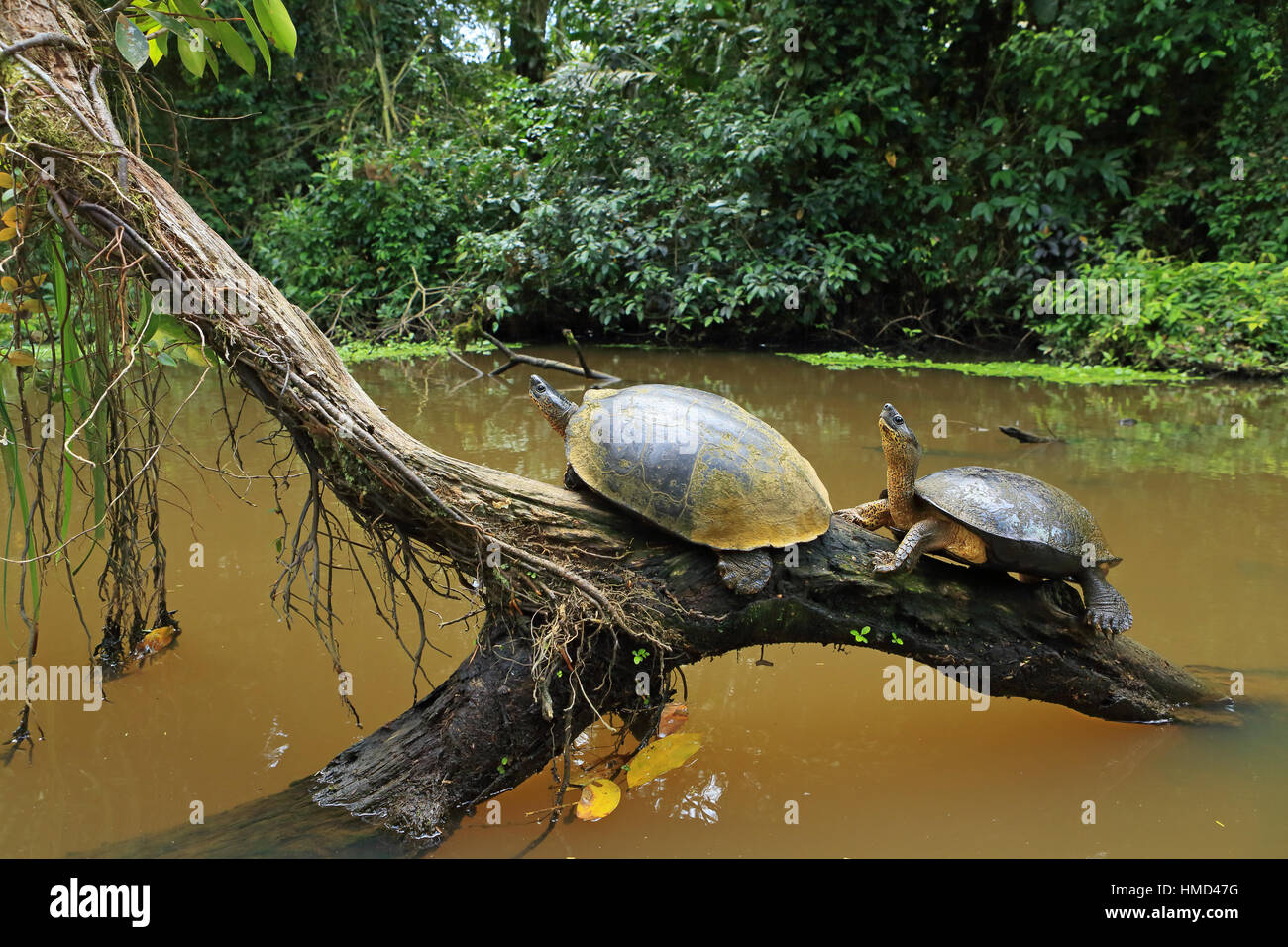 Black river turtles (Rhinoclemmys funerea) on natural rainforest canal ...