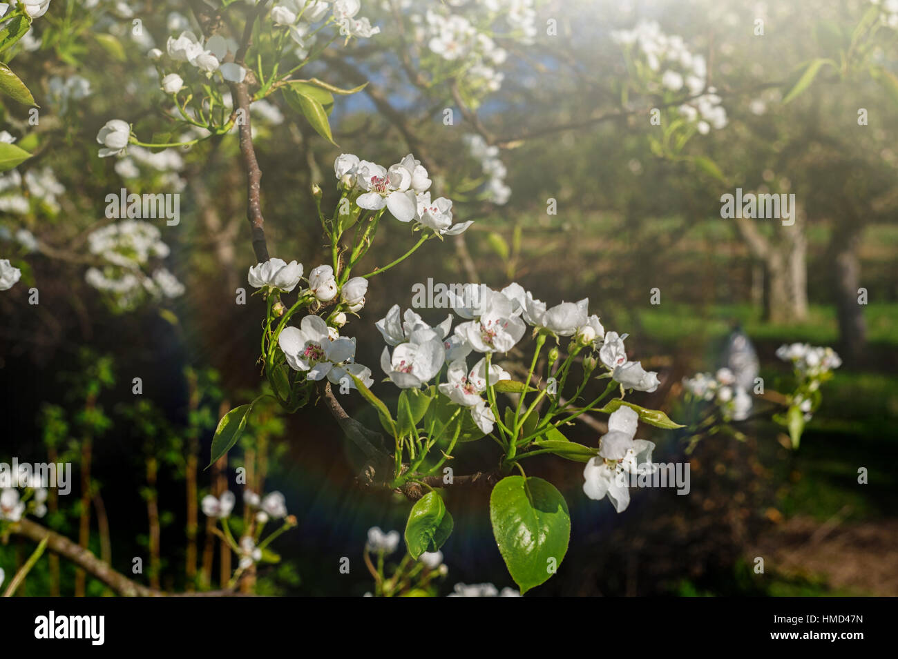 Blooming spring garden Stock Photo - Alamy