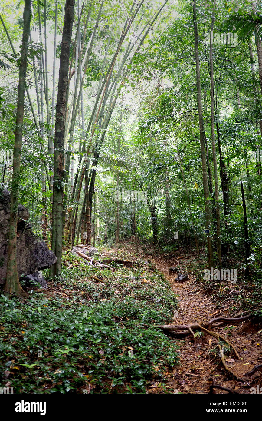 dense jungle landscape Stock Photo - Alamy
