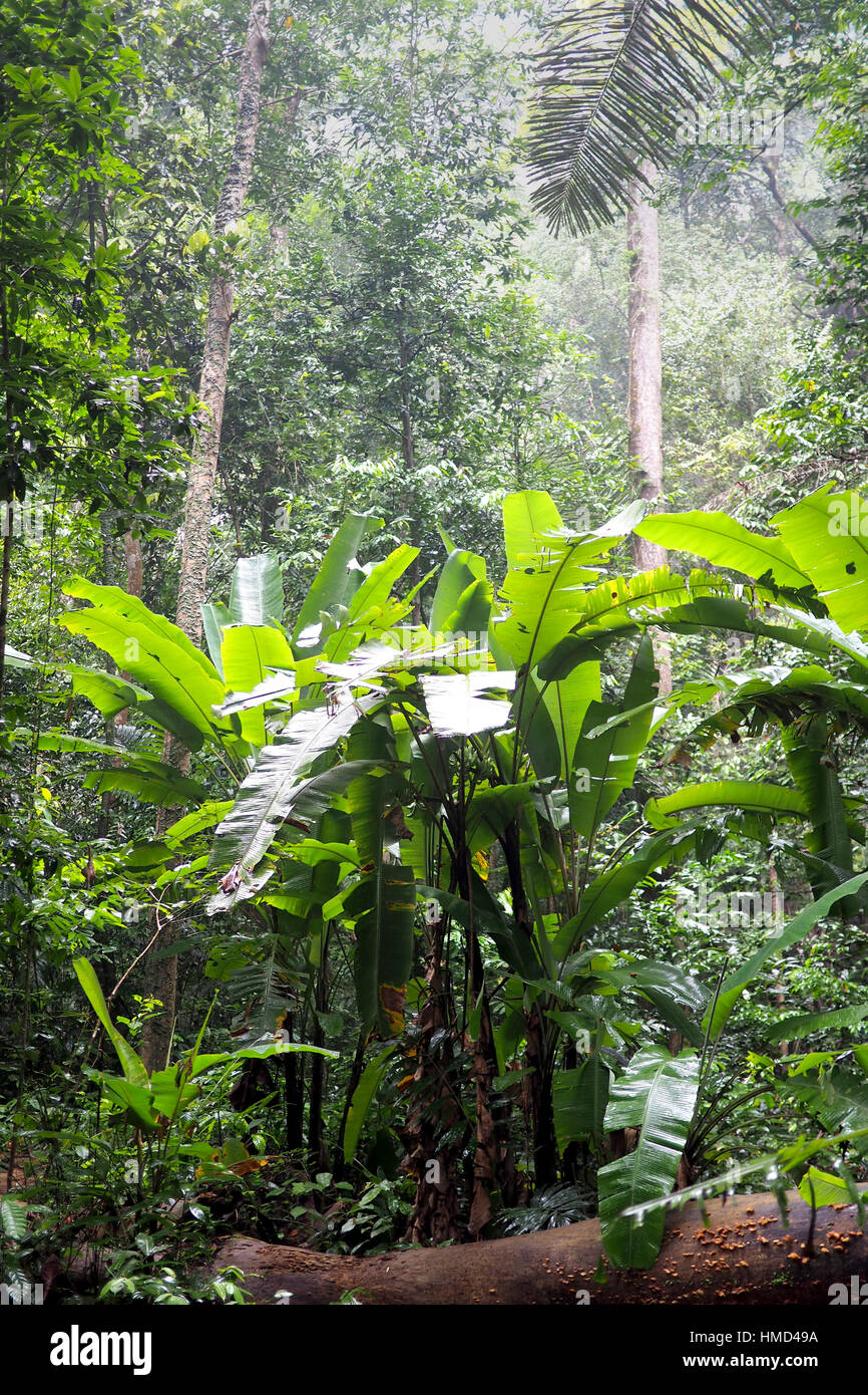 banana trees in tropical jungle Stock Photo - Alamy