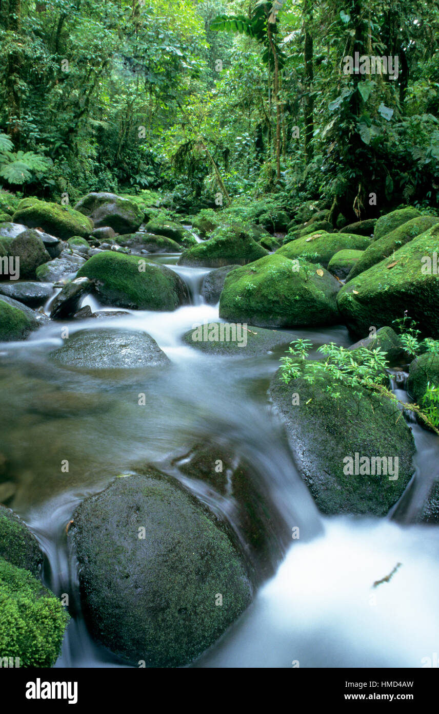Abiotic Factors Of The Tropical Rainforest