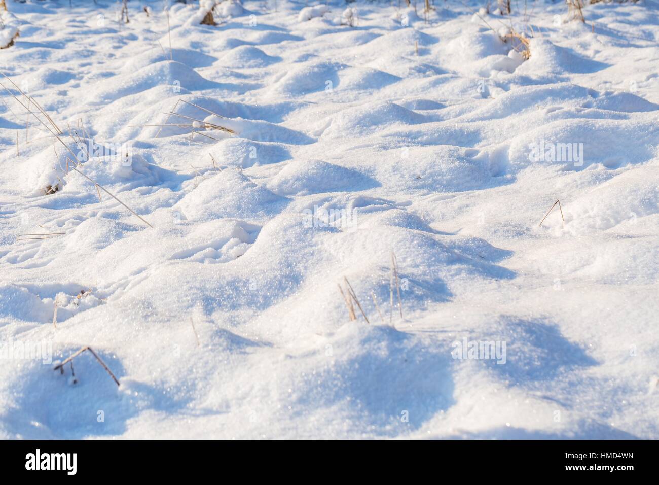 Winter snow background with snow covered plants. Real winter snow Stock ...