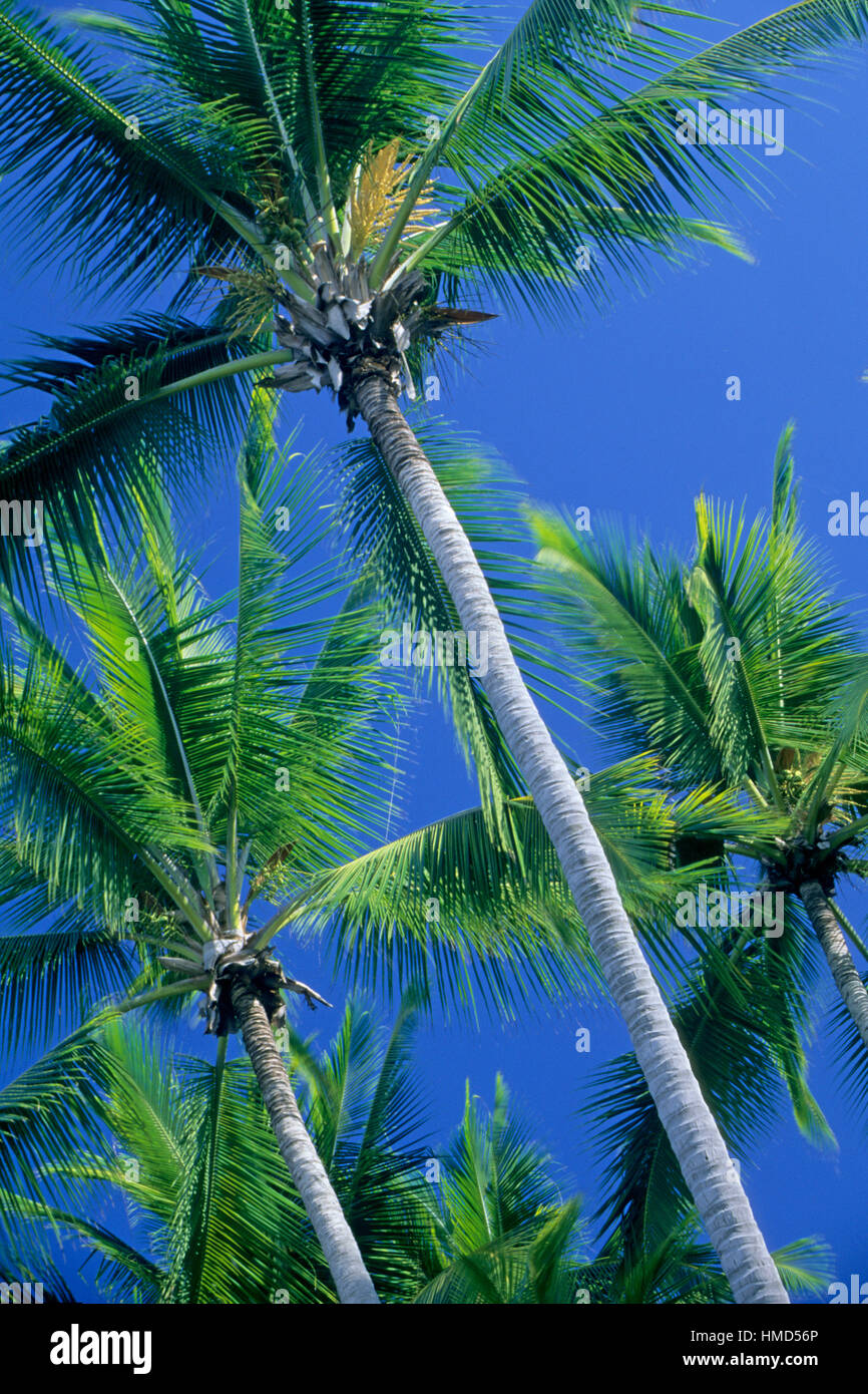 Costa rican vegetation hi-res stock photography and images - Alamy