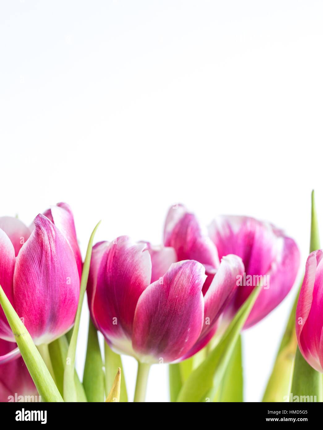 Beautiful two colored tulips close up on white background. Isolated ...
