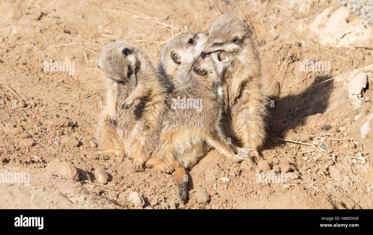 Group hug Meerkat, guarding and fooling around Stock Photo - Alamy