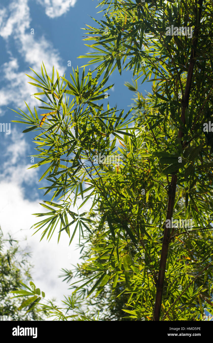 bamboo plants, view up Stock Photo - Alamy