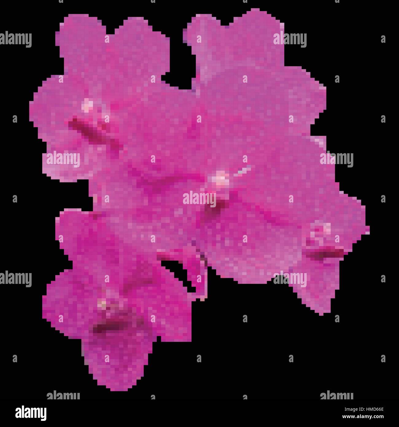 Illustration pixel of pink orchid flower isolated on black background ...