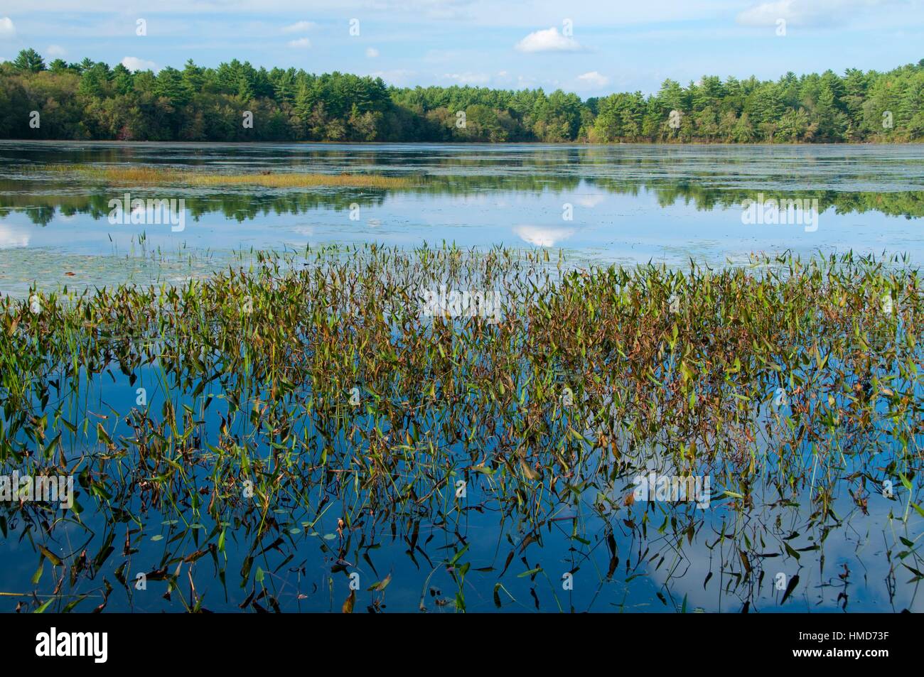 Breakheart Pond, Arcadia Management Area, Rhode Island Stock Photo - Alamy