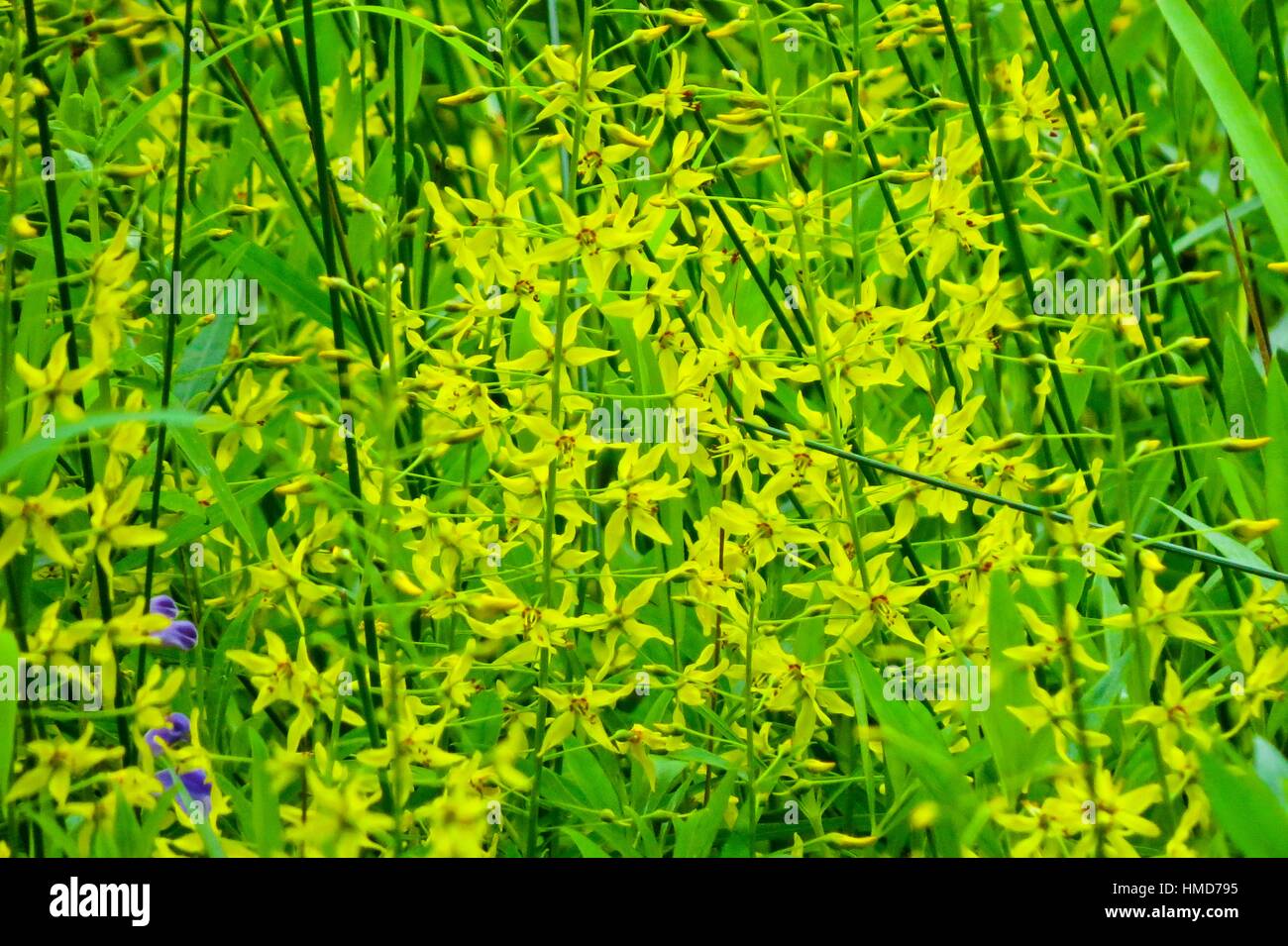 Swamp candle hi-res stock photography and images - Alamy