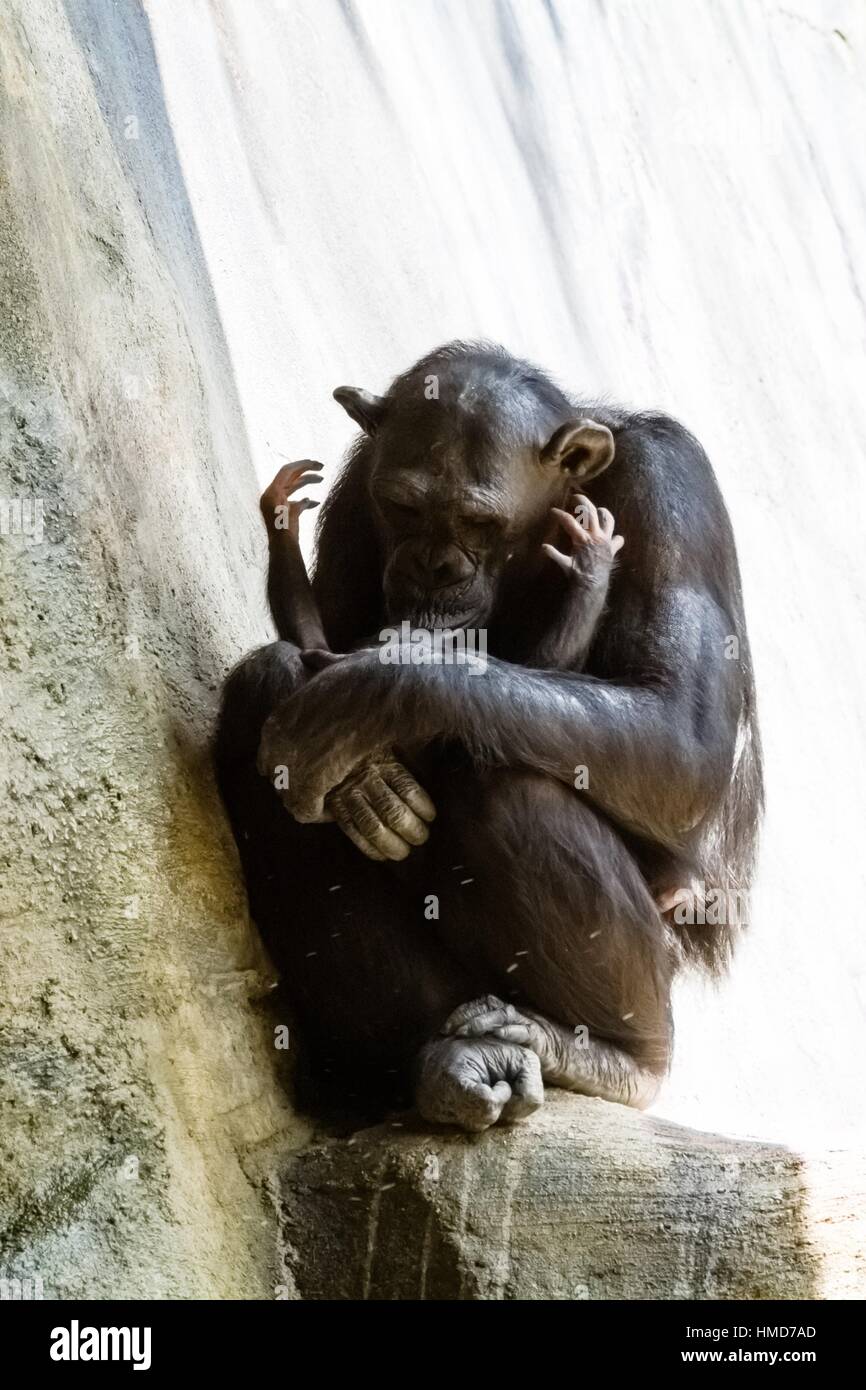 Monkey with a girl hi-res stock photography and images - Alamy