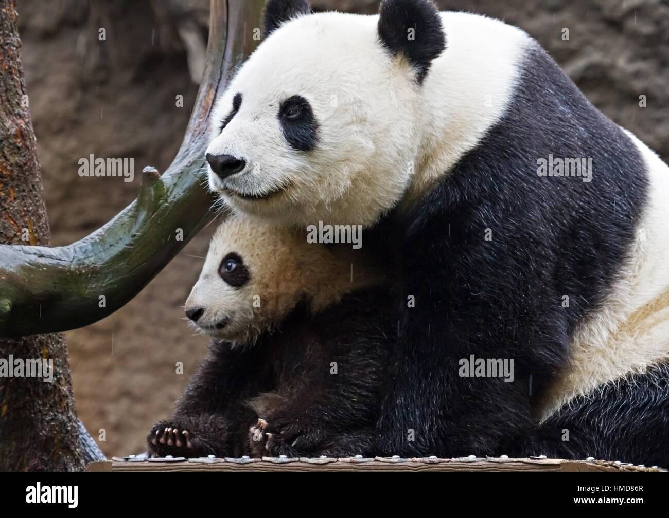 Pandas Sitting Together Cute