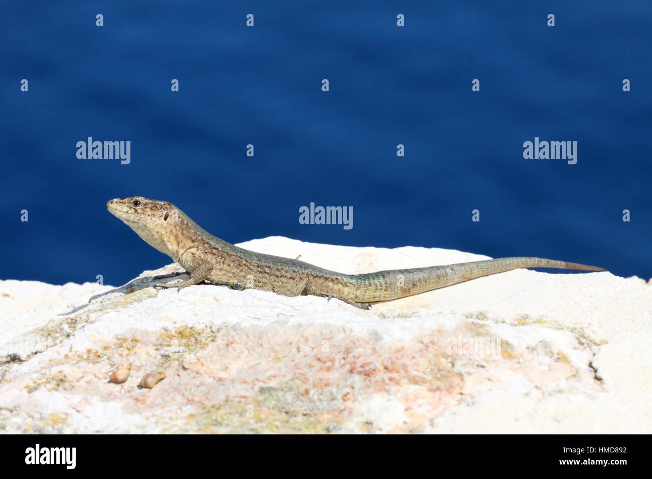 Balearic wall lizard podarcis lilfordi hi-res stock photography and ...