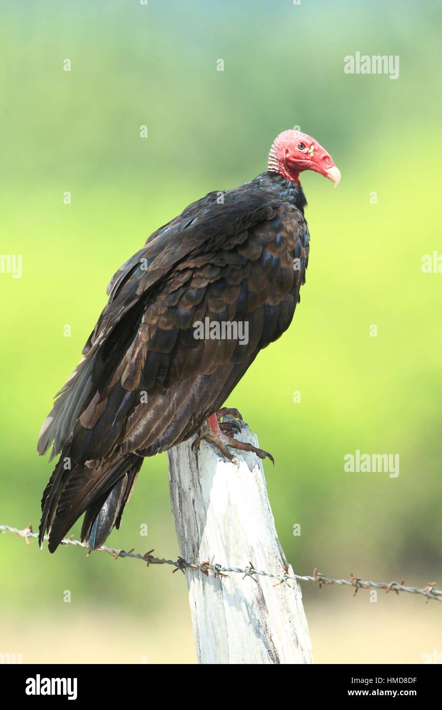 Zopilote Costa Rica Stock Photos & Zopilote Costa Rica Stock Images - Alamy