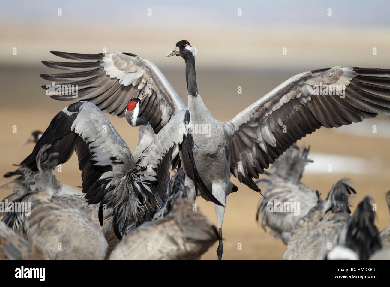 Cranes fighting hi-res stock photography and images - Alamy