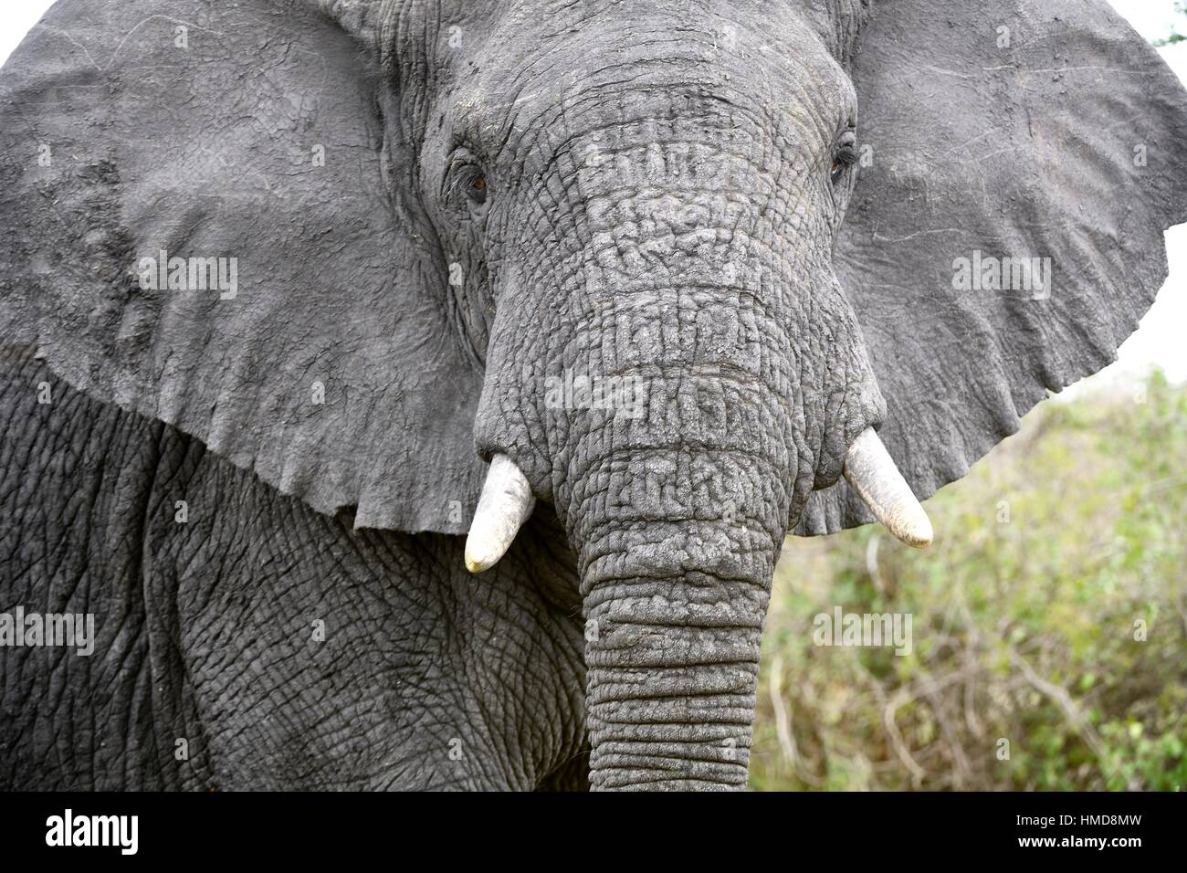 African elephant bull aggression hi-res stock photography and images ...