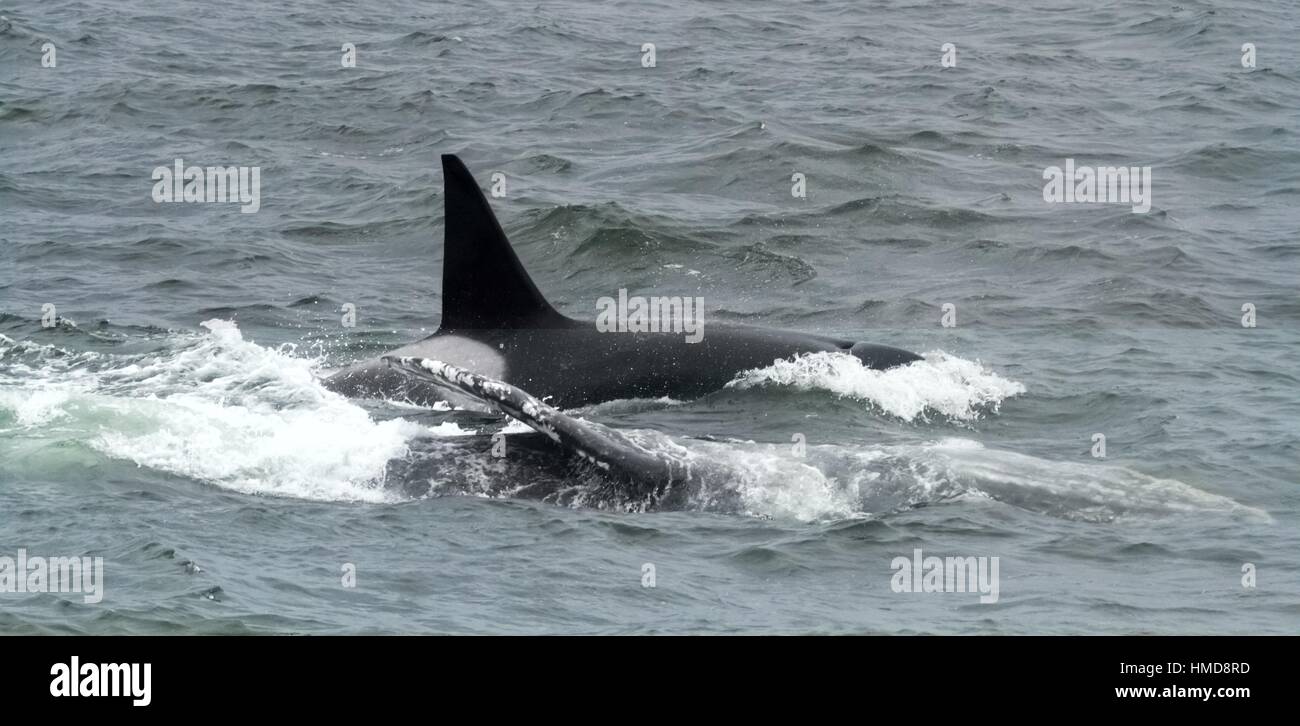 Gray whales pod hi-res stock photography and images - Alamy