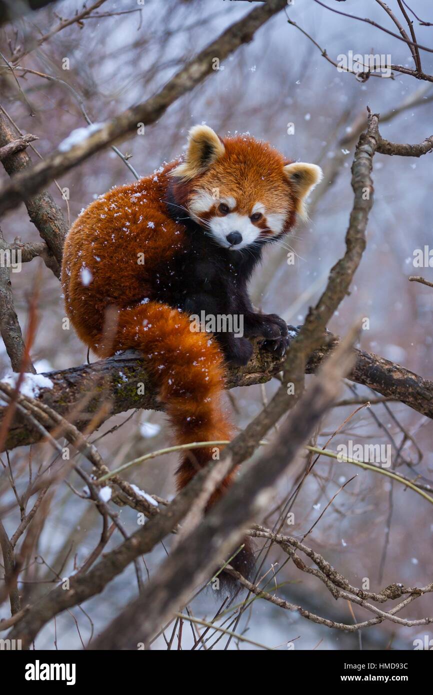 Red panda (Ailurus fulgens), also called lesser panda, red bear-cat ...