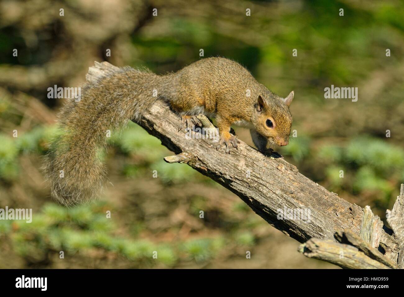 Eastern gray squirrel (Sciurus carolinensis) Young, captive, Minnesota ...