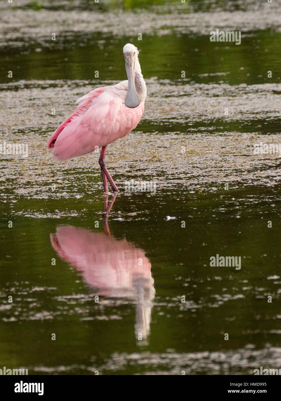 Harris Neck National Wildlife Refuge Georgia Roseate Spoonbill Stock ...