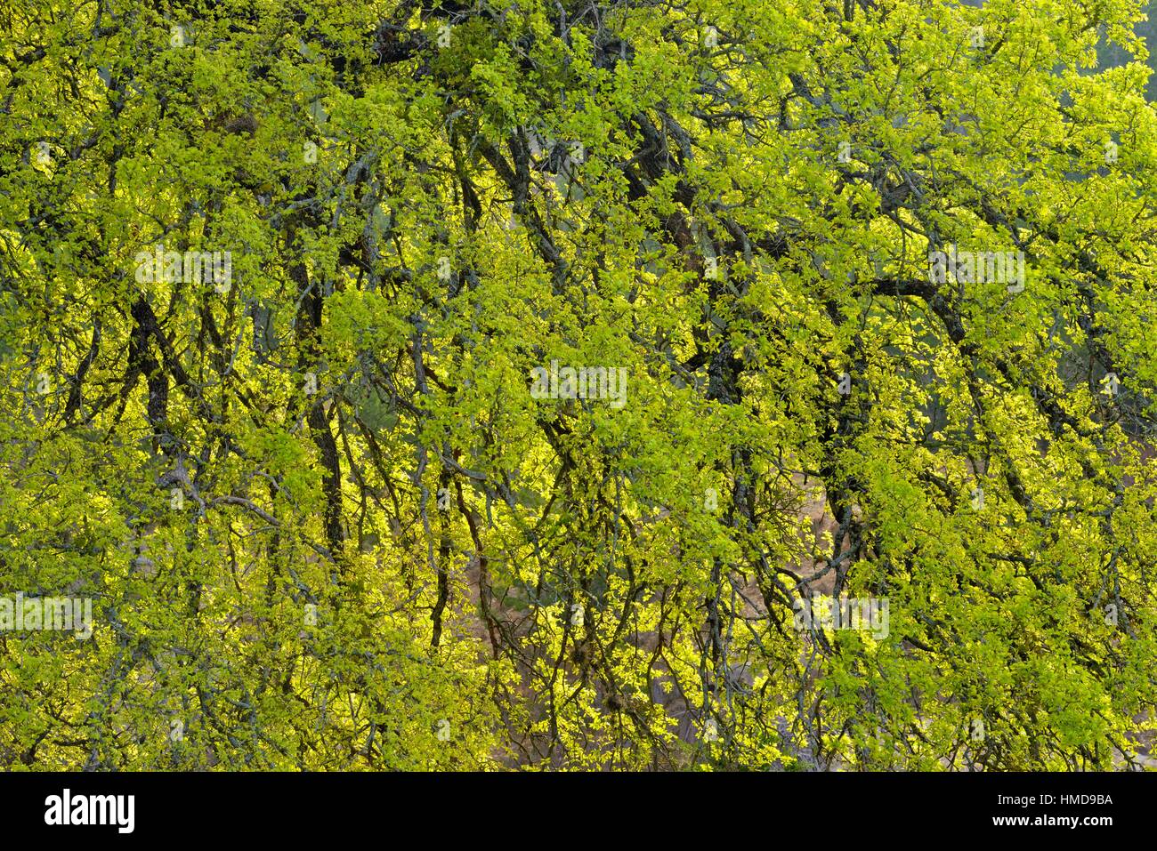 Drooping branches hi-res stock photography and images - Alamy