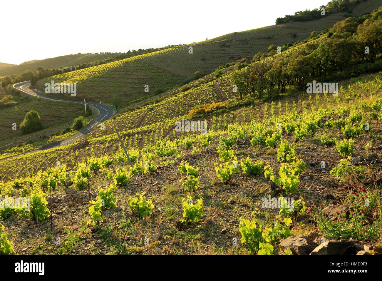 Banyuls vineyard hi-res stock photography and images - Alamy