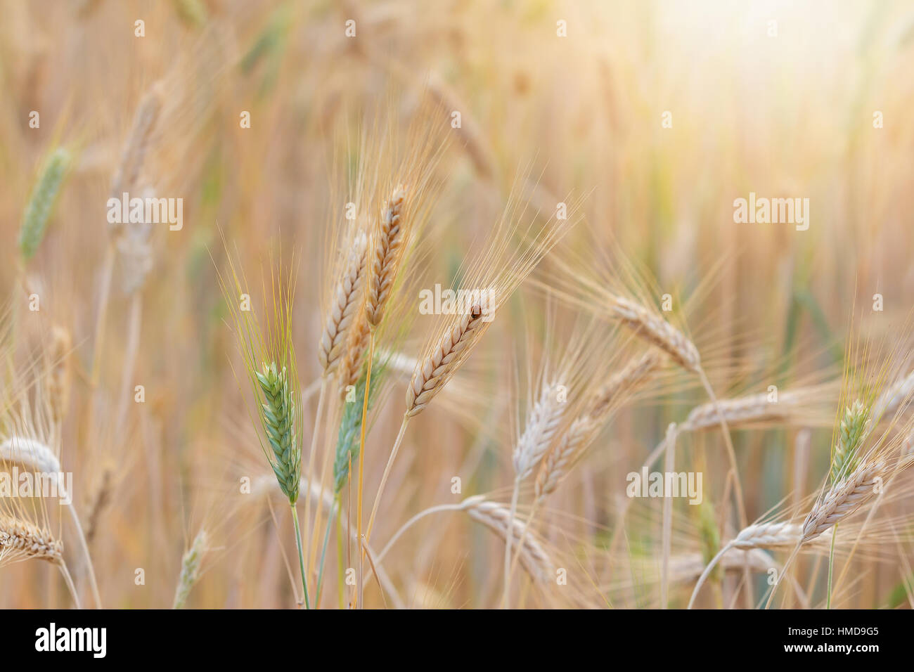 Beautiful Barley field Stock Photo - Alamy