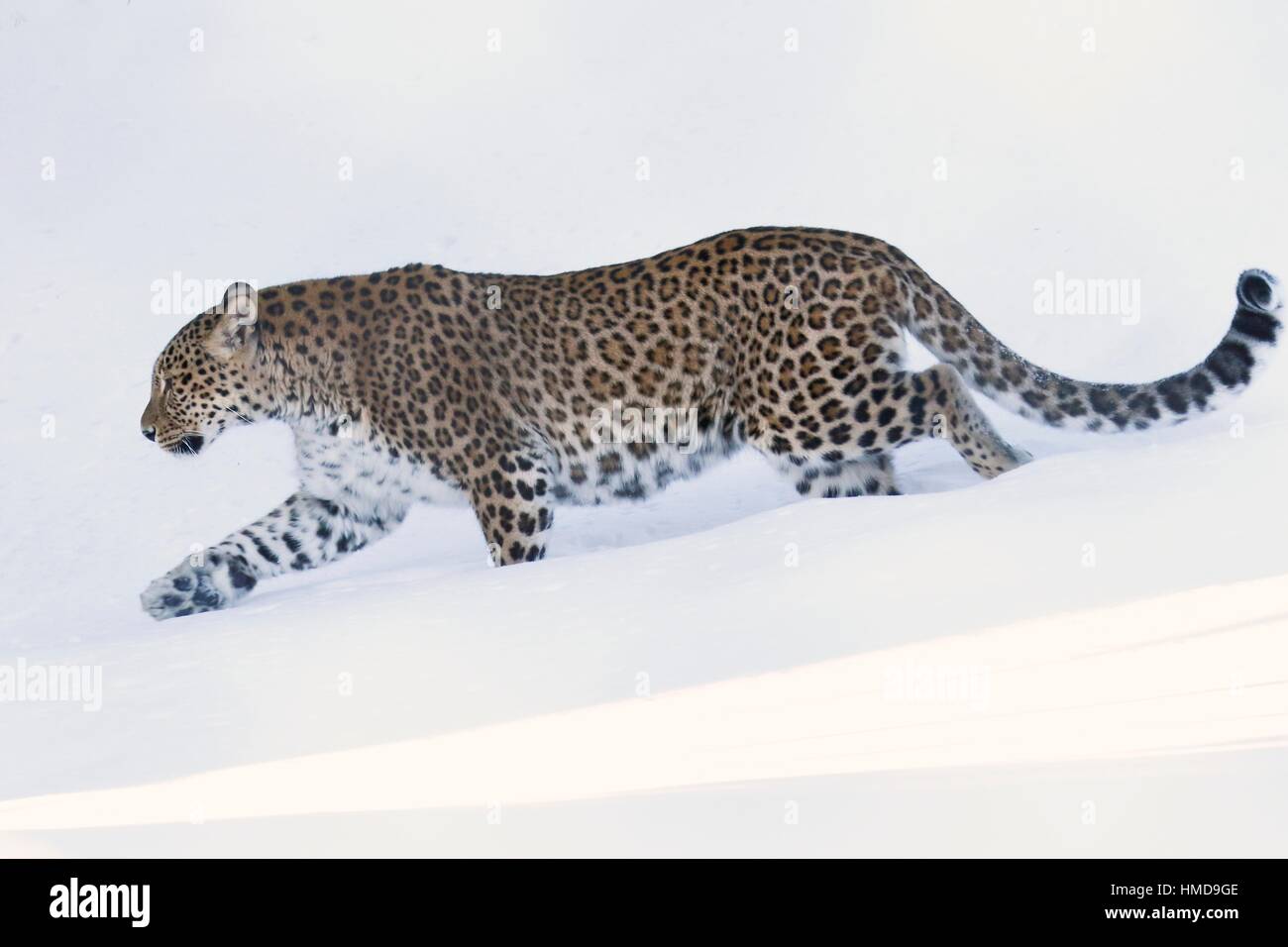 Leopard, Panthera pardus, Sweden Stock Photo - Alamy