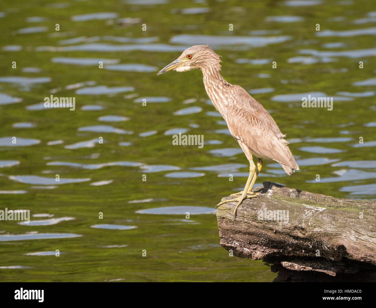 Harris Neck National Wildlife Refuge High Resolution Stock Photography ...
