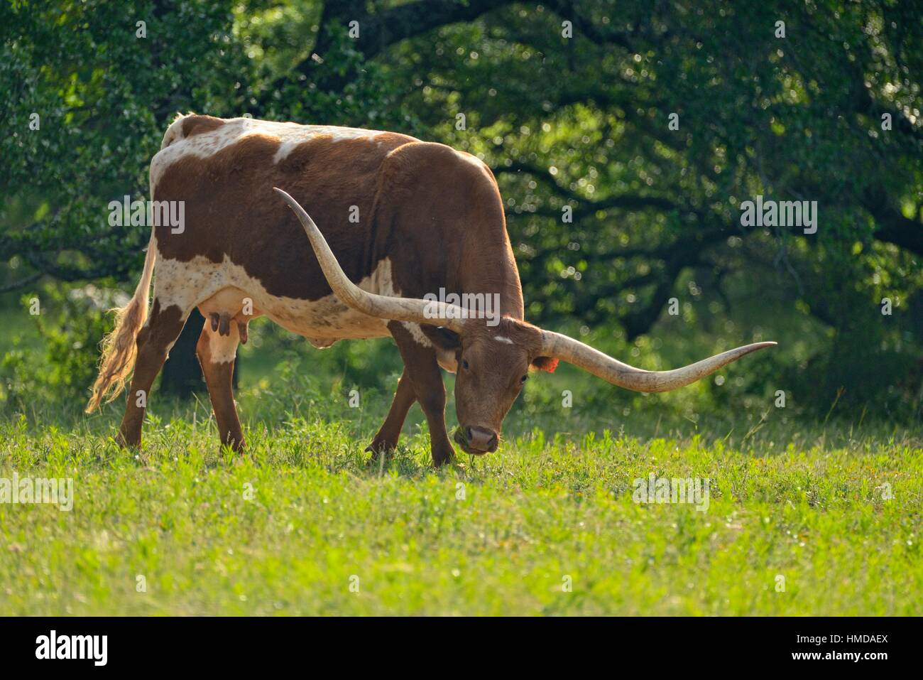 Longhorn cattle scrubland hi-res stock photography and images - Alamy