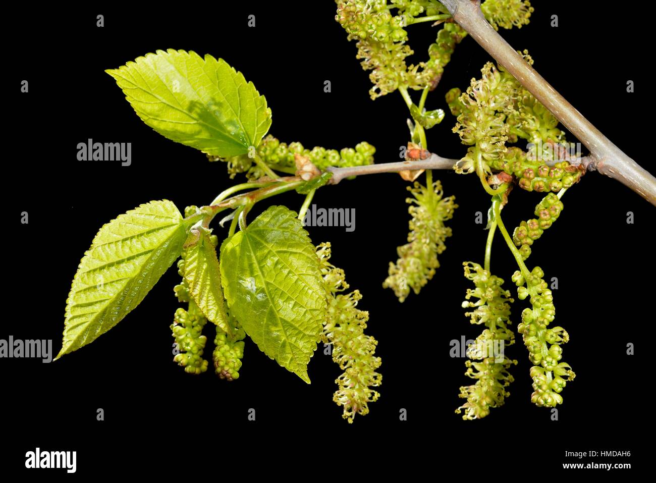 Mulberry tree in bloom Stock Photo - Alamy