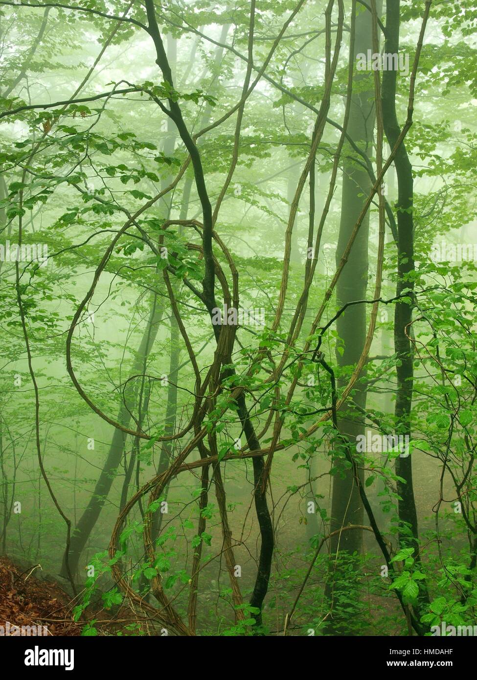 Vine at foggy beech forest (Fagus sylvatica) during springtime ...