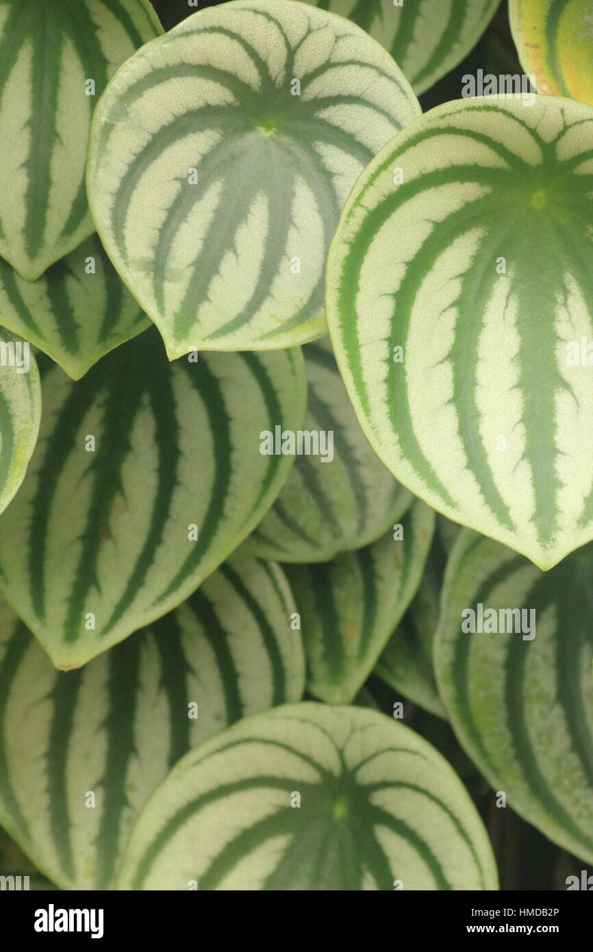 Rounded leaves hi-res stock photography and images - Alamy