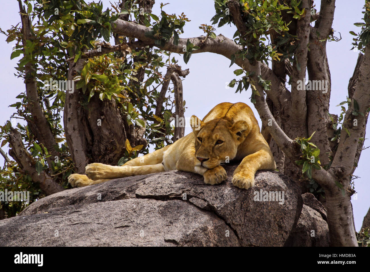 Lioness Resting in Serengeti National Park, Tanzania Stock Photo - Alamy