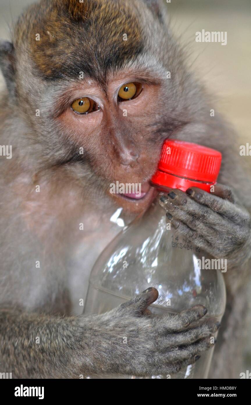 Eating plastic bottle wildlife hi-res stock photography and images - Alamy