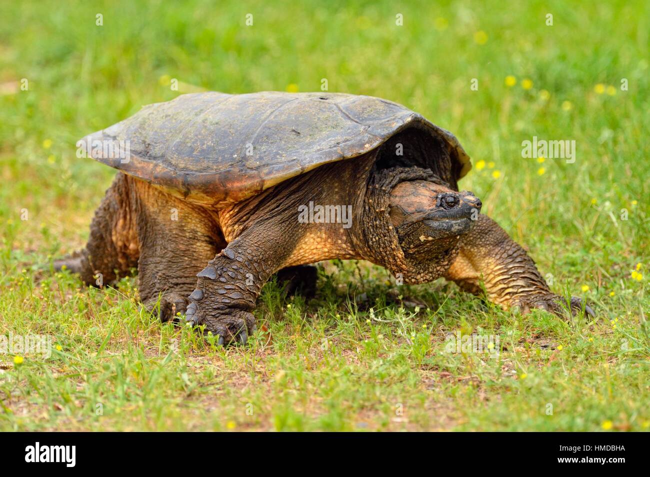 Snapping turtle habitat image hi-res stock photography and images - Alamy