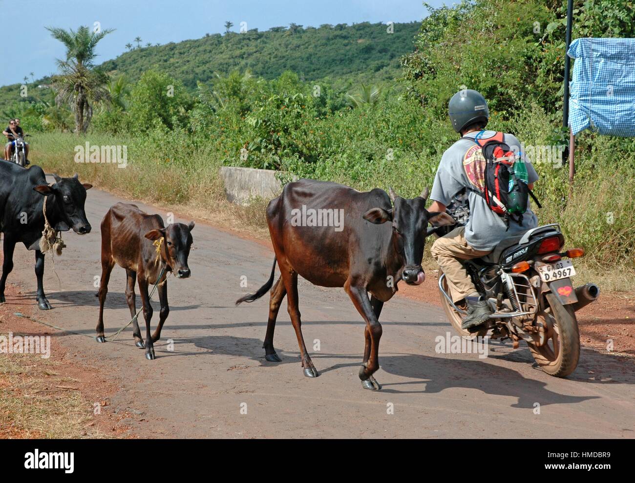 Indian man with cows hi-res stock photography and images - Alamy